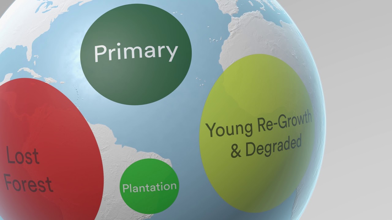 Why primary forests maximize ecosystem services.