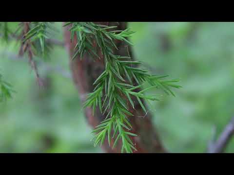 Juniperus virginiana (Cupressaceae) eastern redcedar