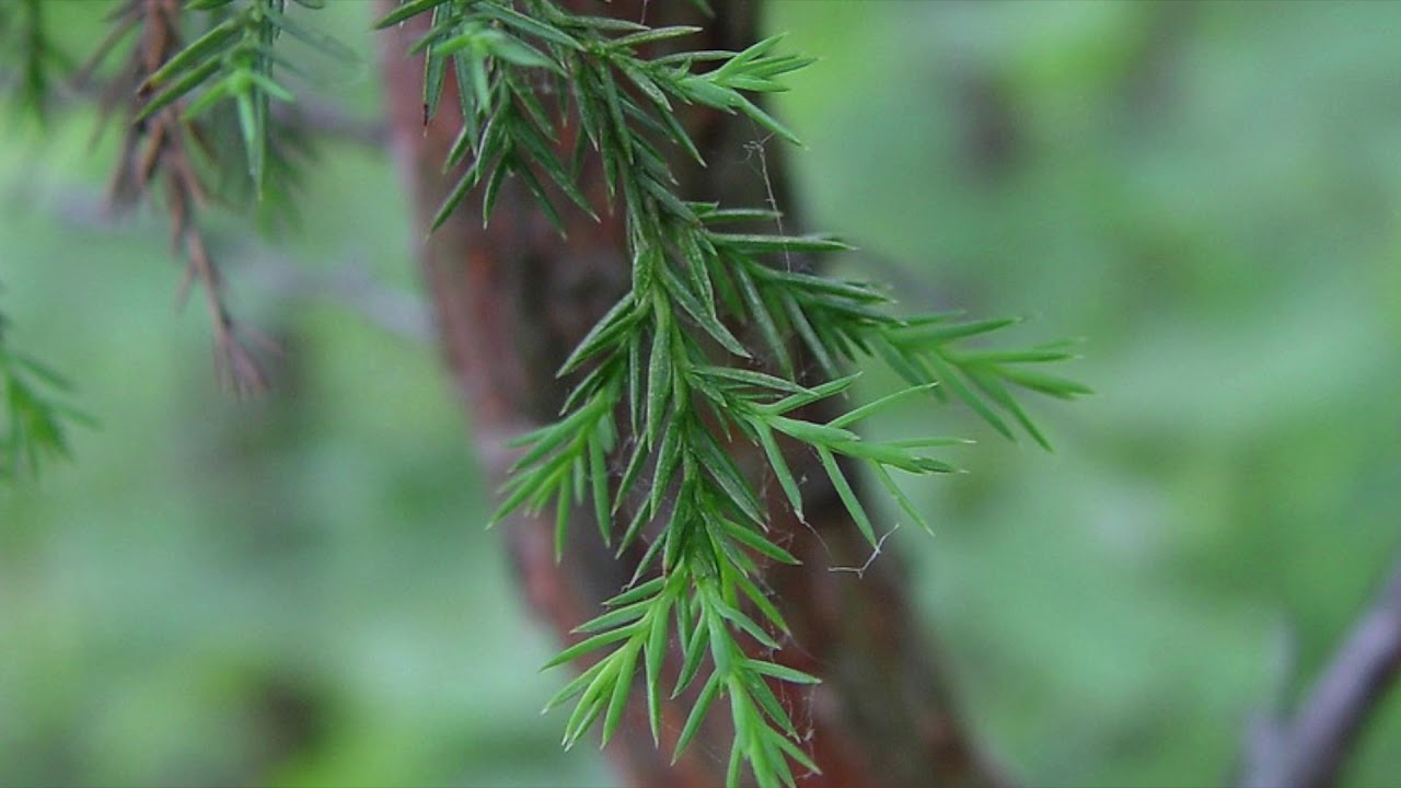 Juniperus virginiana (Cupressaceae) eastern redcedar
