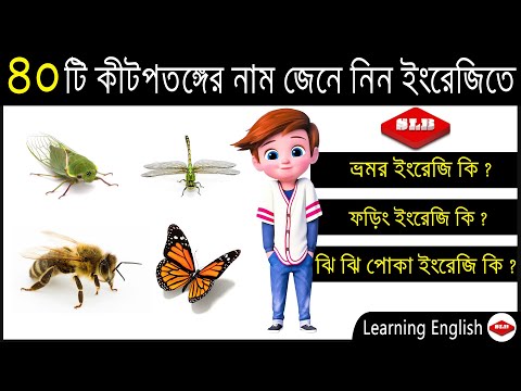40 Insects Names With Bangla Meaning And Images | পোকামাকড় | Necessary Vocabulary | Name of Insects