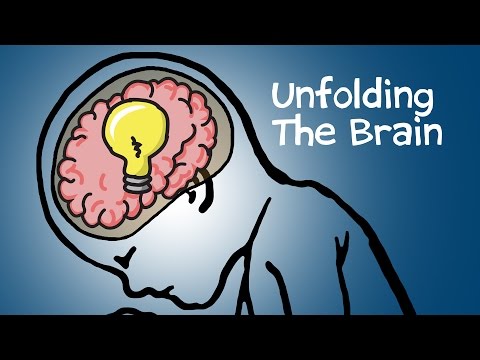 Unfolding The Brain Can the way the brain folds determine how ...