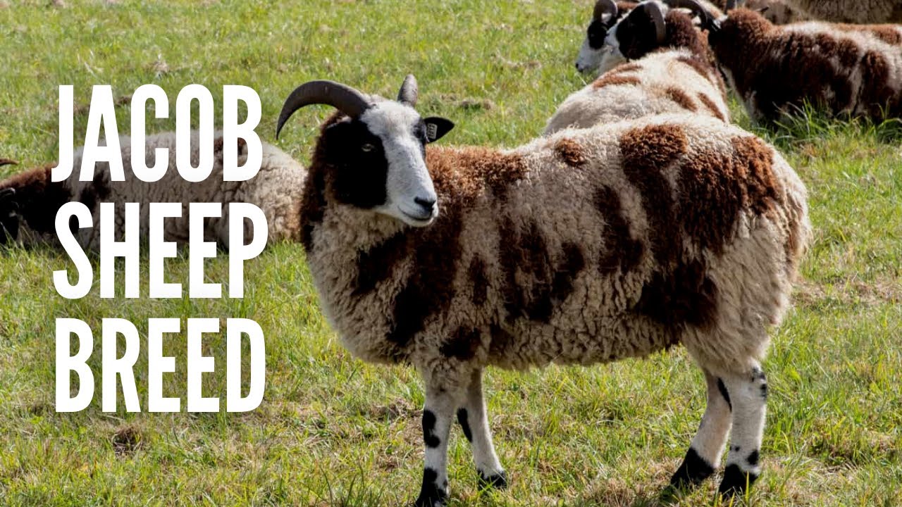 Jacob Sheep: All About This Old-World Sheep Breed