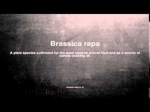 Medical vocabulary: What does Brassica rapa mean