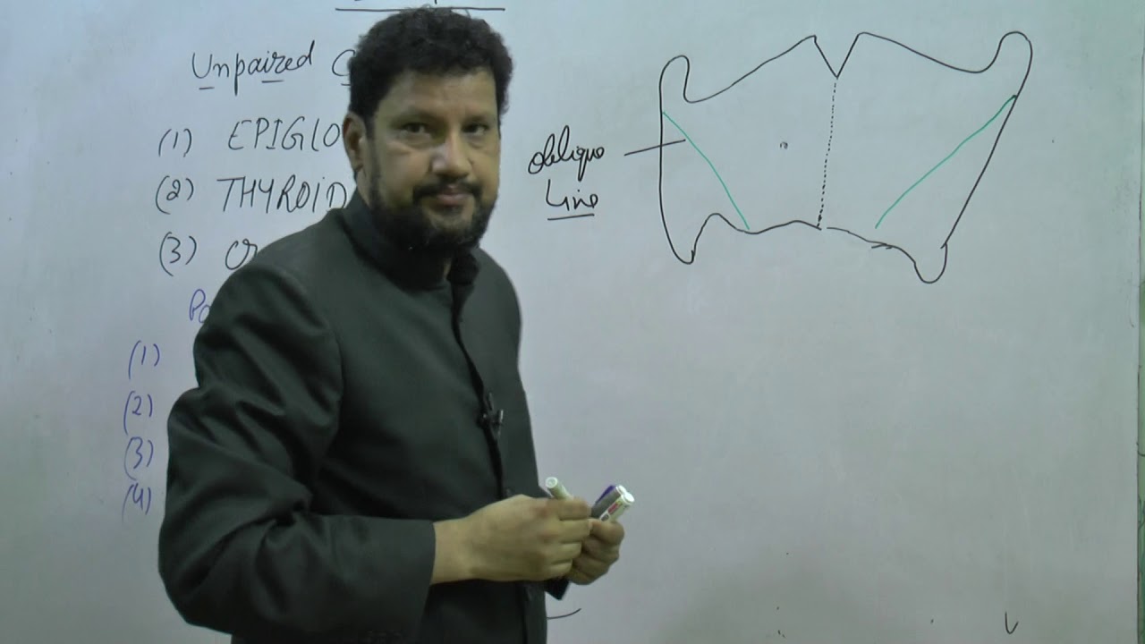 Larynx Anatomy 3