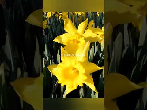 Daffodils dancing in the wind | Daffodils poem by william wordsworth