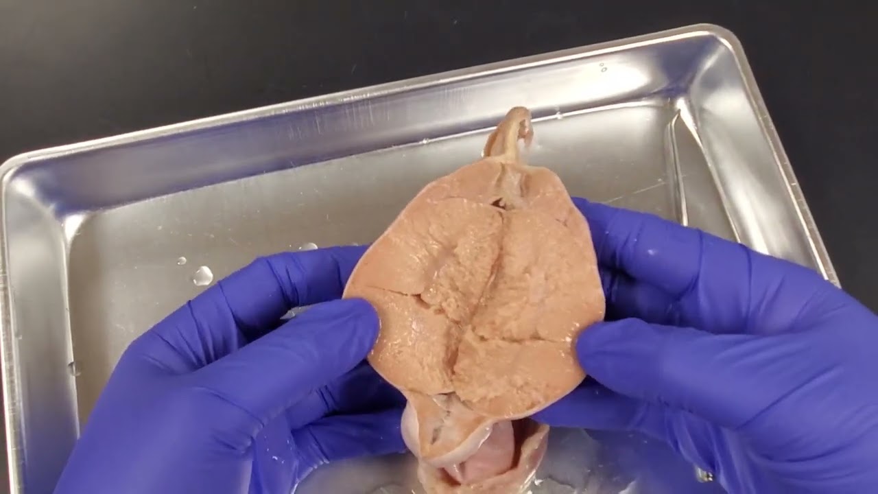 Sheep Testicle Dissection (Healthcare)