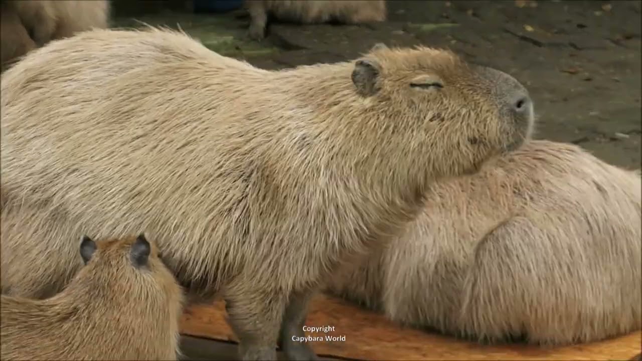 Never Seen Before: Inside the Amazing Mouth of a Capybara
