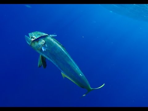 Marion Reef Voyage Home!! Day 8 & 9!! Norval Fishing charters!! | John ...