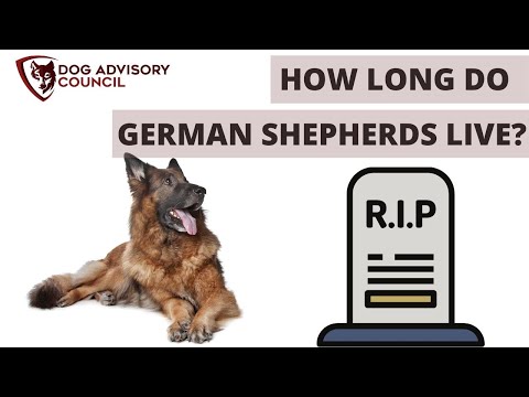 How Long Do German Shepherds Live? (Signs Your GSD Life is Ending)