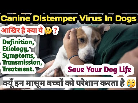Canine Distemper Virus In Dogs || Theoretical Class || Treatment, Symptoms, Reasons || Explanation