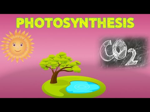 Photosynthesis- How Plants Prepare Food
