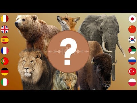 Guess a Mammal