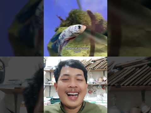 Ikan cupang gak mau flaring, kuncup dan sakit ??
