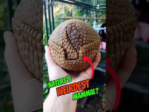 amazing facts about armadillo