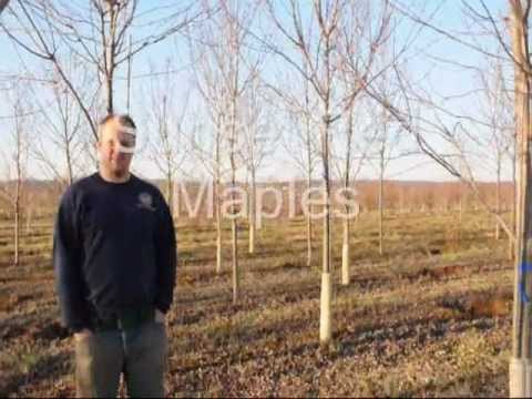 XXX Trees for Your Landscape Grown Near Phila Pa (Craigslist Add)