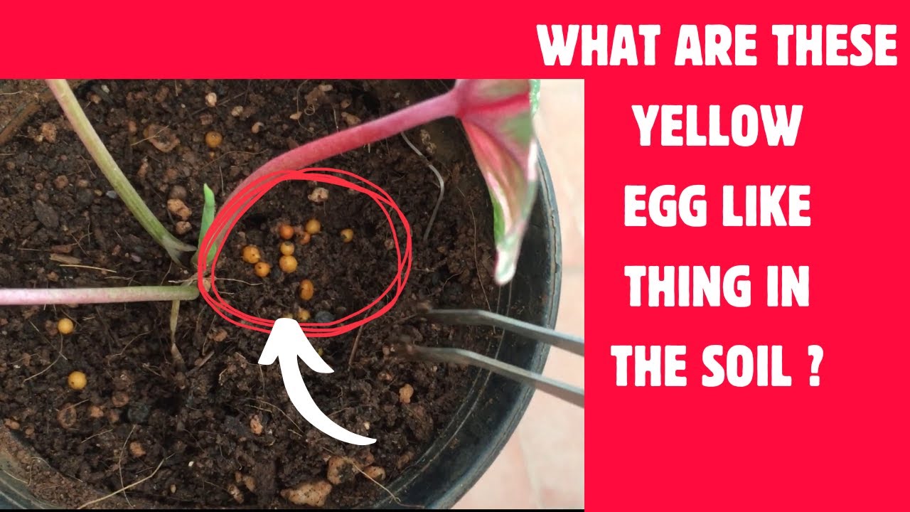 WHAT ARE THESE YELLOW EGG-LIKE THINGS IN THE SOIL?