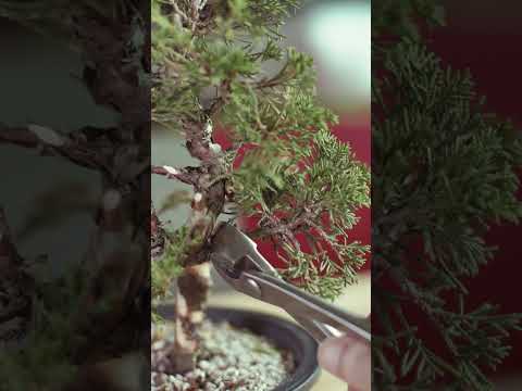 Creating a juniper bonsai from nursery stock
