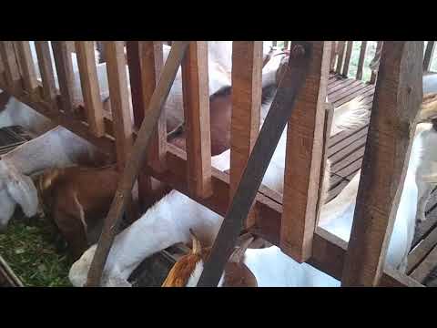 Boer Goat - Wholesale Price & Mandi Rate for African Boeras