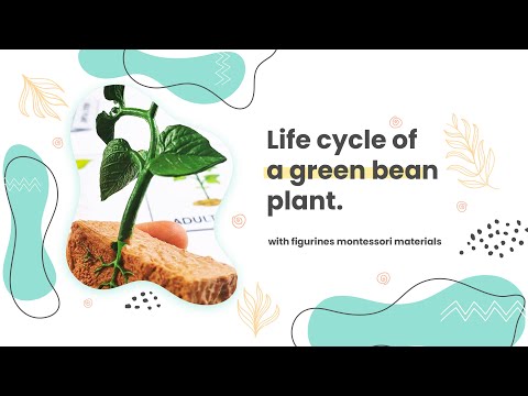 Life cycle of a lima bean - limoworlds