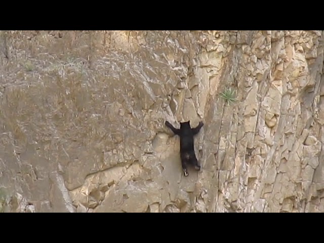 Rock Climbing Bears - The Awesomer