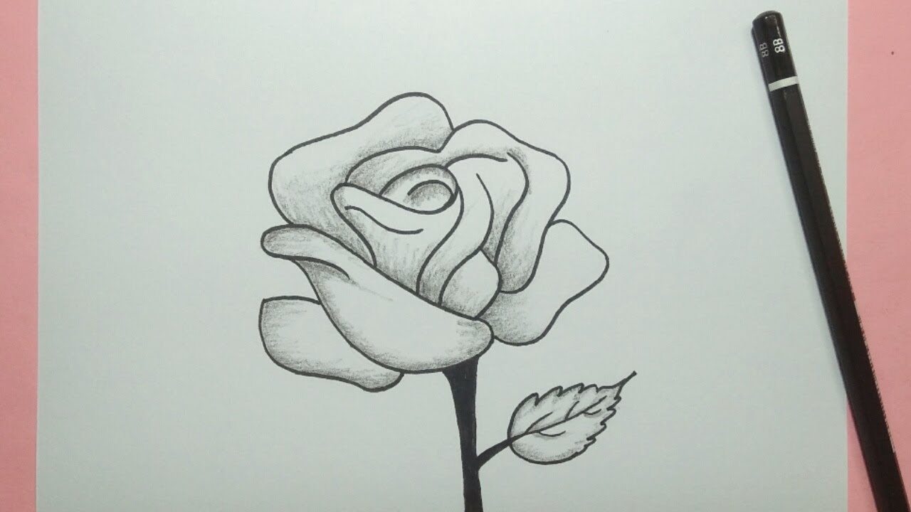 Cara Menggambar Bunga Mawar - How To Draw A Rose