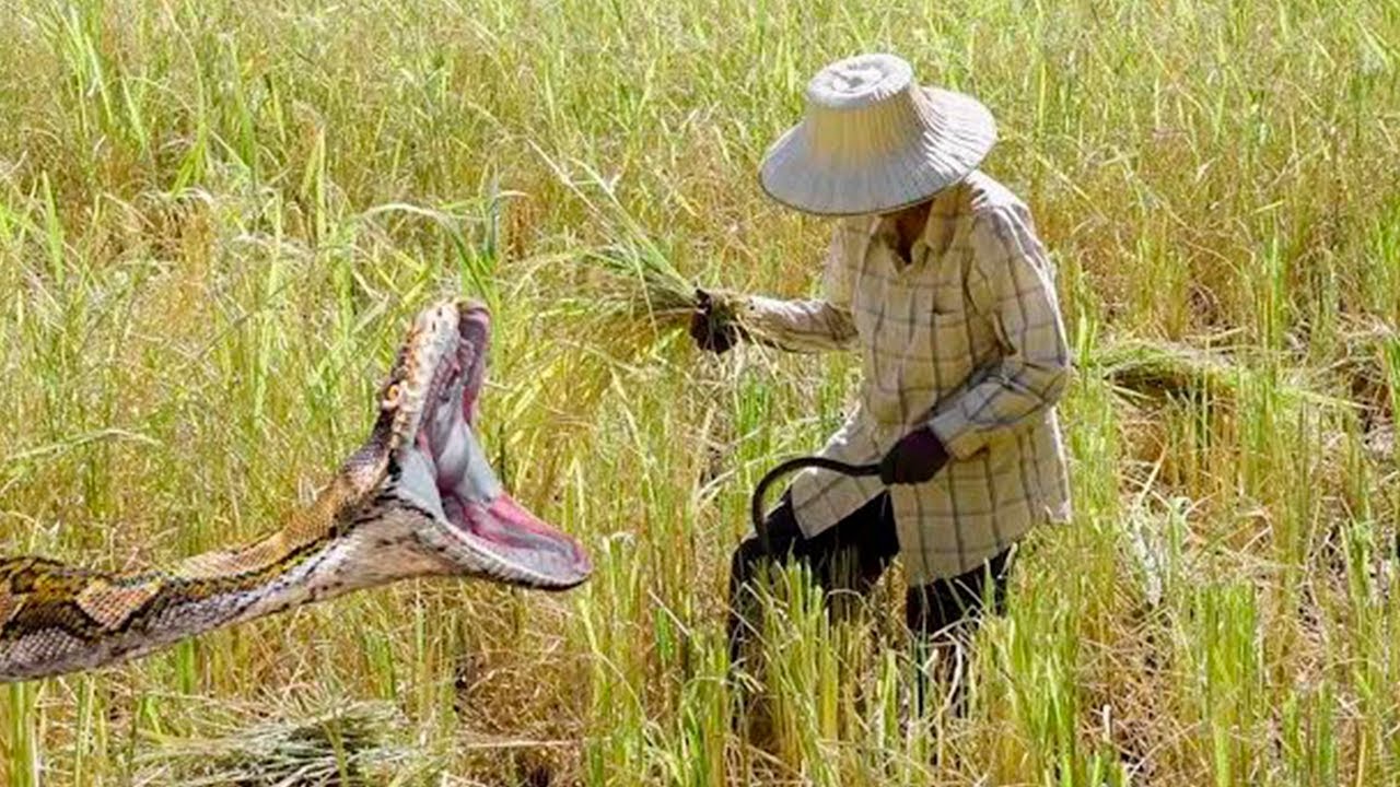 Unbelievable! Giant snake devours man