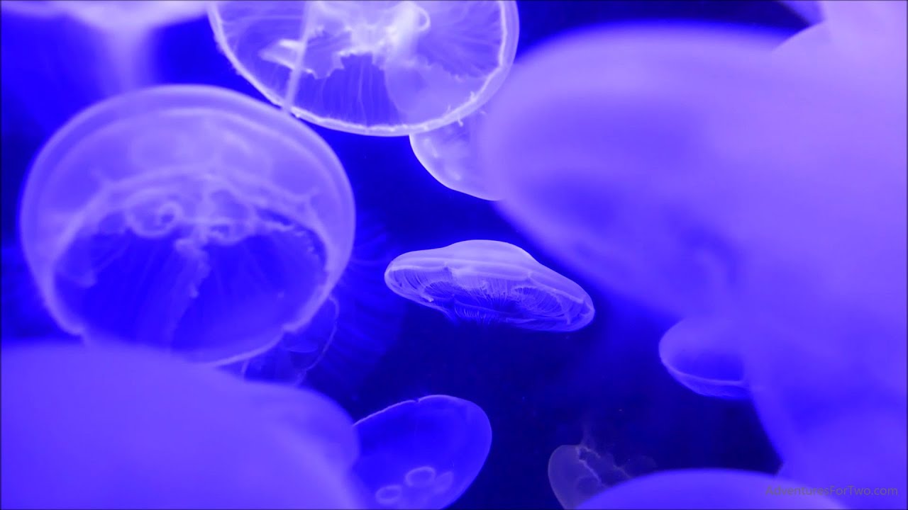 Gorgeous glowing purple jellyfish swimming around at the New England Aquarium in Boston in HD