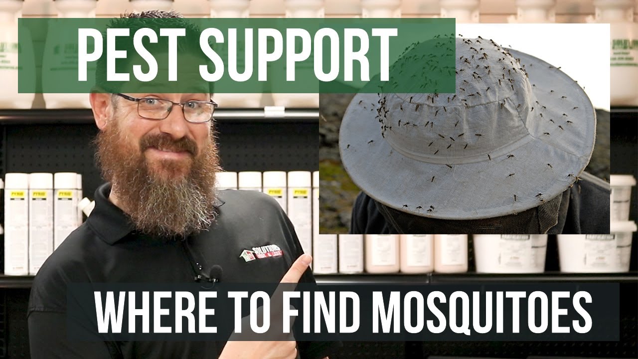 Where do you Find Mosquitoes? | Pest Support