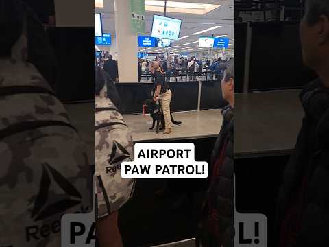 Orlando International Airport TSA security 🛩 #traveldiaries #k9 #airport #plane #airplane #customs