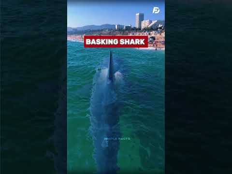 The Gentle Giant Basking Shark