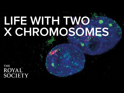 Life with two X chromosomes | The Royal Society
