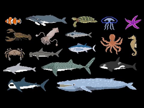 Animals Under the Sea Exclusive - The Kids' Picture Show