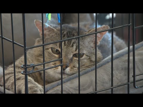 Local animal shelters feeling the strain of overcrowding
