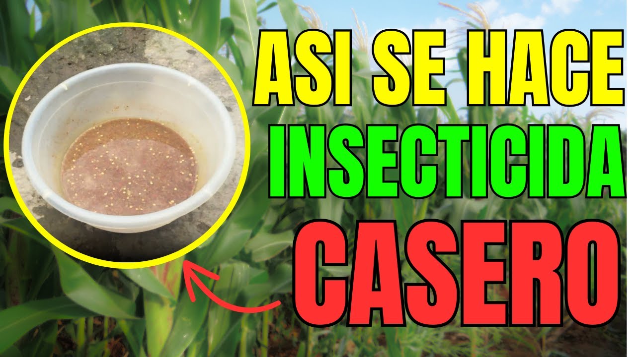 Como Elaborar APICHI el mejor INSECTICIDA Orgánico CASERO