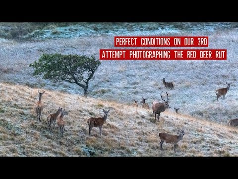 My Favourite Wildlife Photography Trip Of 2018 | Perfect Conditions For The Red Deer Rut