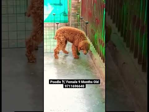 Poodle Female For sale in South Delhi 9711696640 #dog #pets #poodle #poodlepuppies