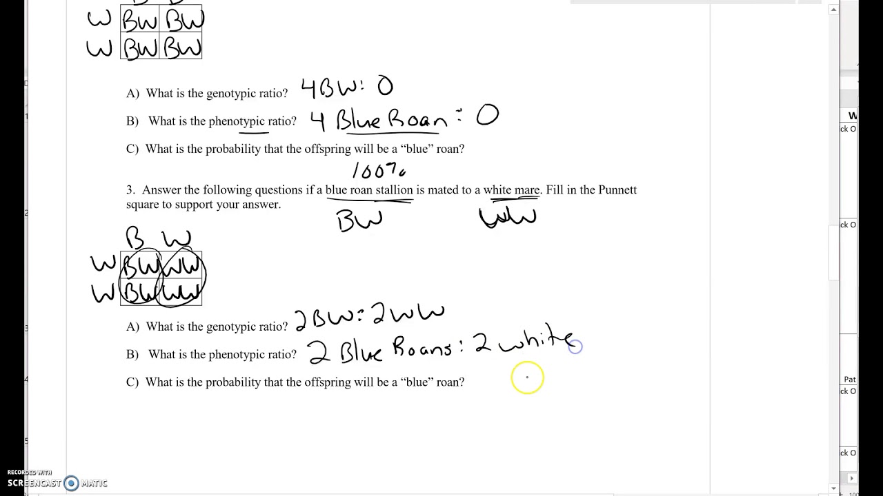 Codominance worksheet answer
