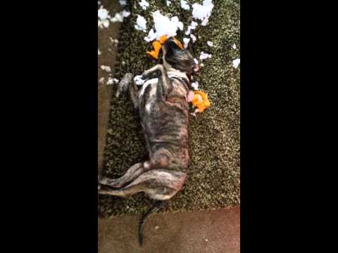 Monster PitBulls are Mean?