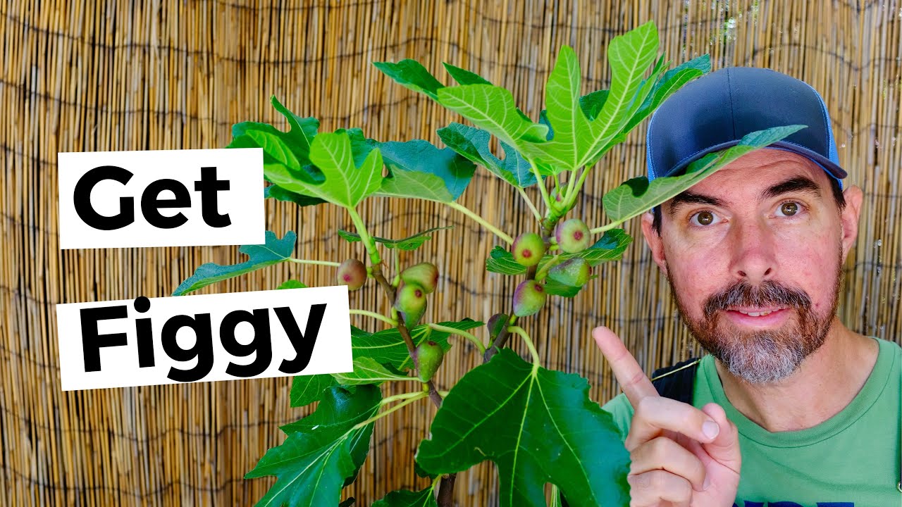 GROW YOUR OWN FIGS IN POTS