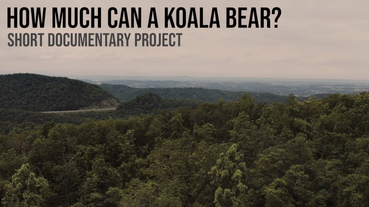 How Much Can A Koala Bear?