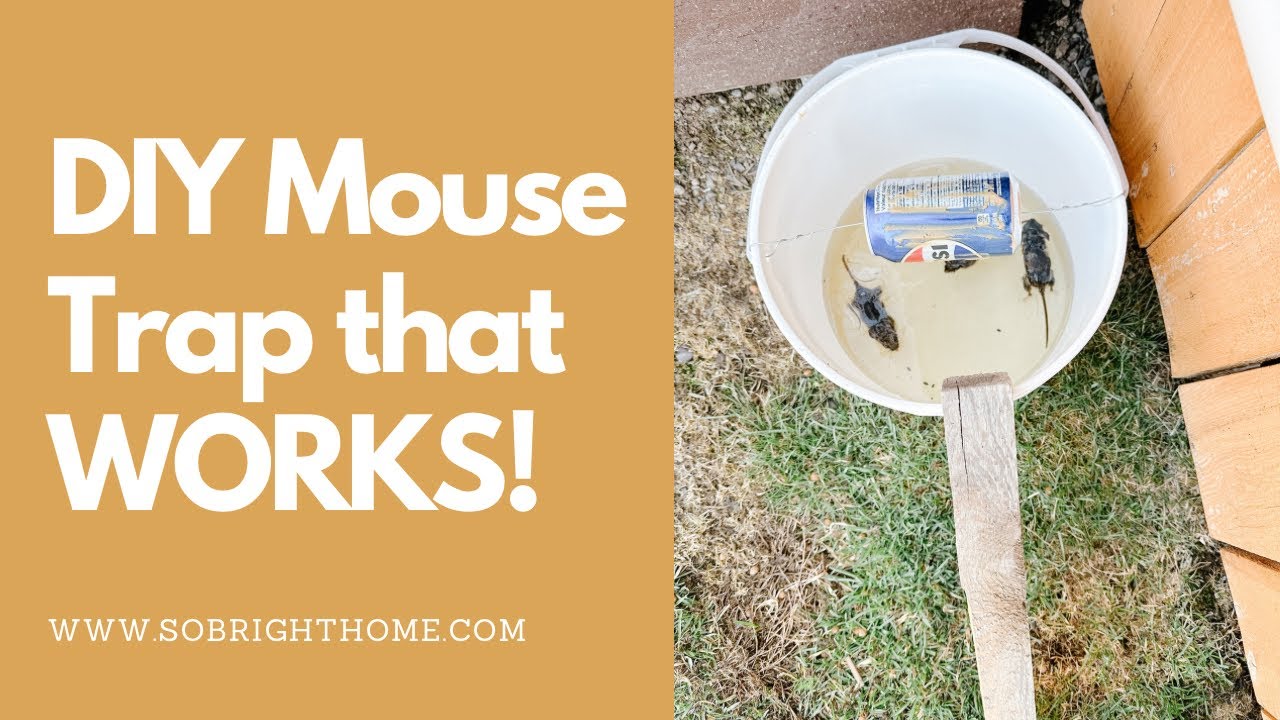 DIY Mouse Trap that WORKS!!