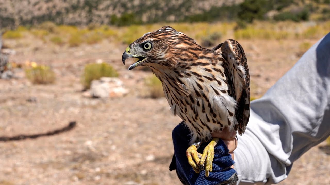 Raptor Migration Study