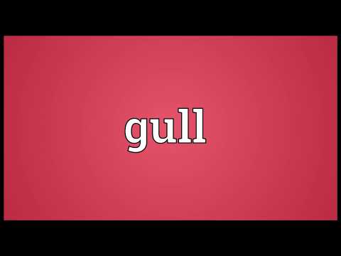 Gull Meaning