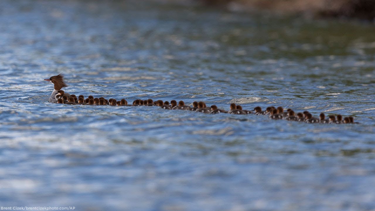 Mama duck and 76 ducklings go for a swim