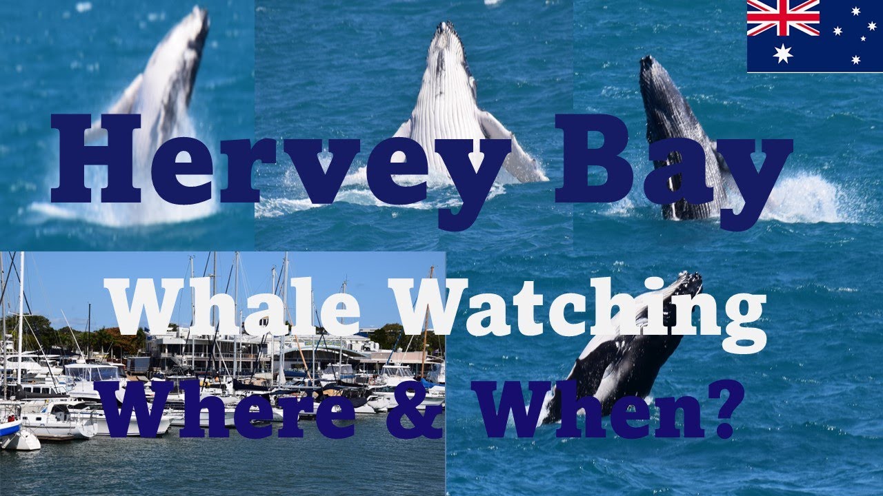 The Ultimate Whale Watching Guide: Where and When to See Giants