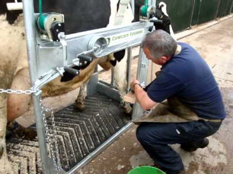 Cowcare Basic Foot trimming Crush