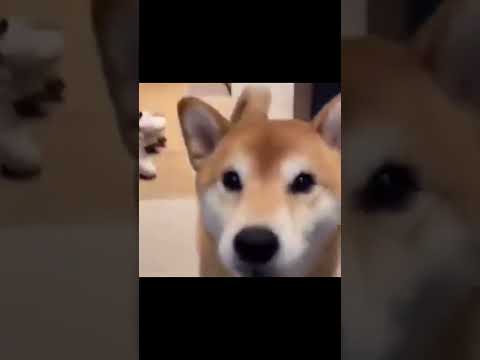 Funny Dog knuckle sandwich 🤣🤣🤣#meme #memes