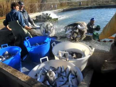 Code of Conduct for Responsible Fisheries