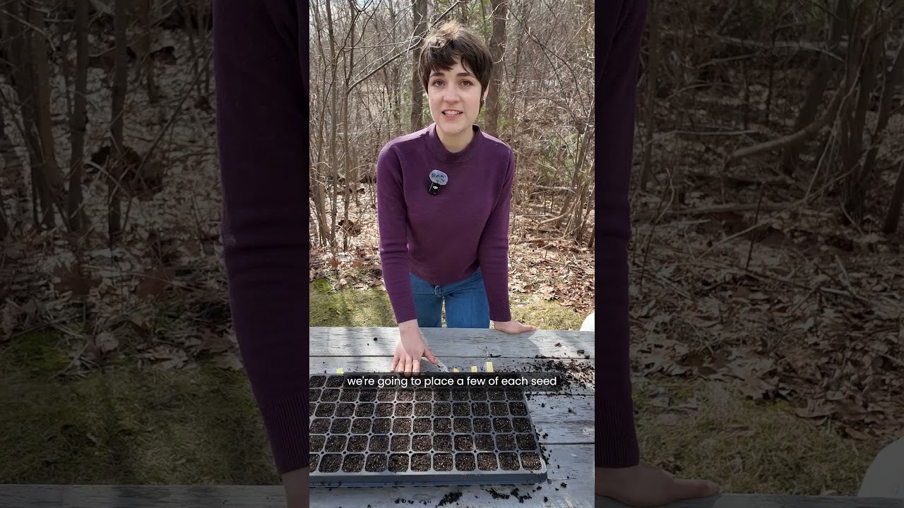🌱 How to start seeds indoors