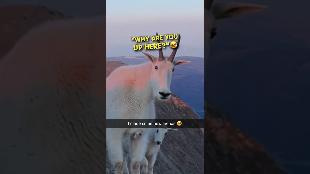 The most polite mountain goat EVER ❤️ #shorts